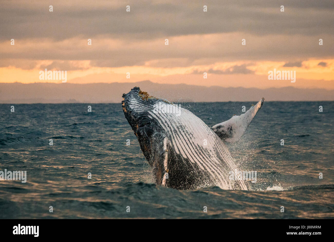 Buckelwal springt aus dem Wasser. Madagaskar. St. Marien-Insel. Eine ...