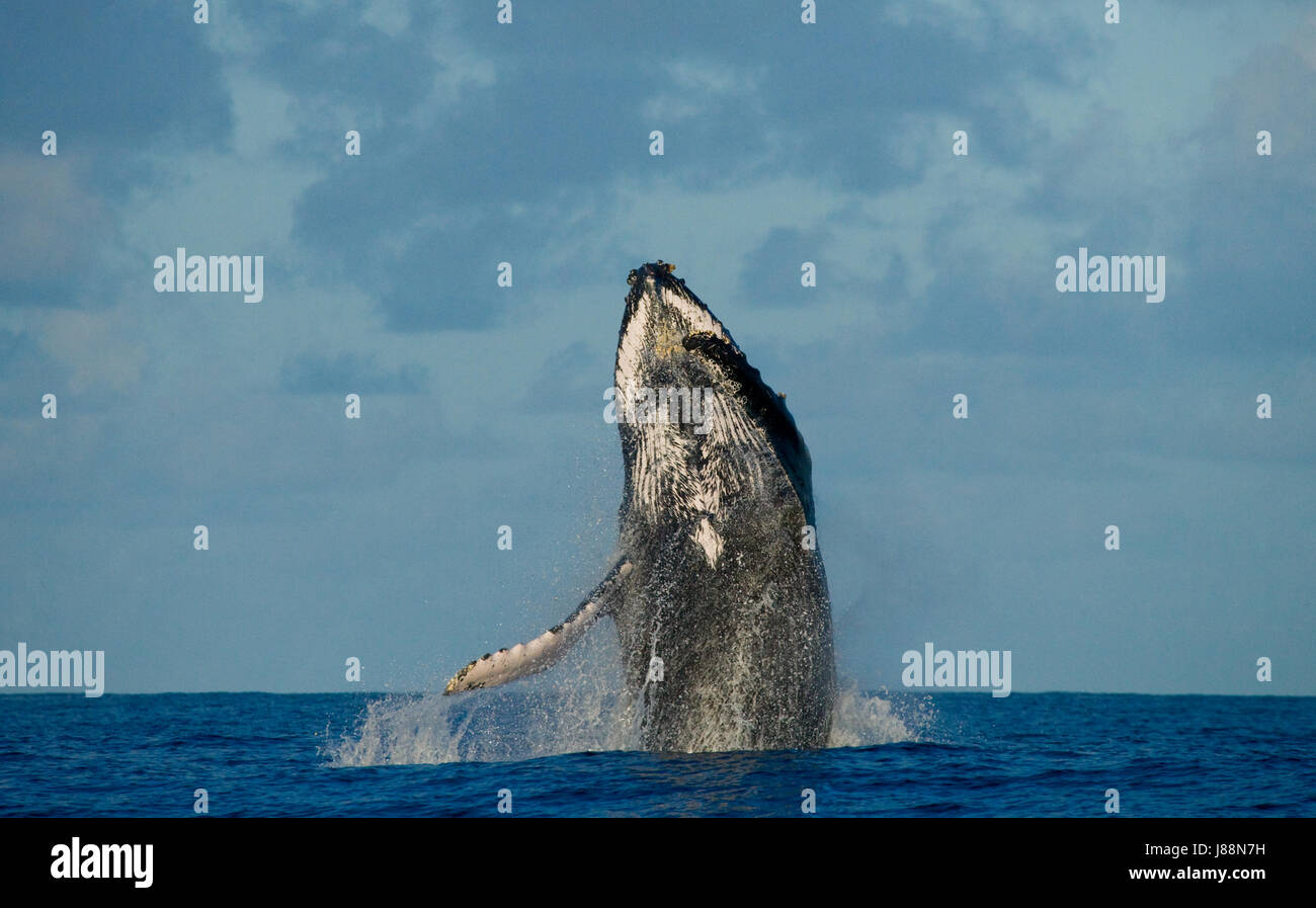Buckelwal springt aus dem Wasser. Madagaskar. St. Marien-Insel. Eine ...