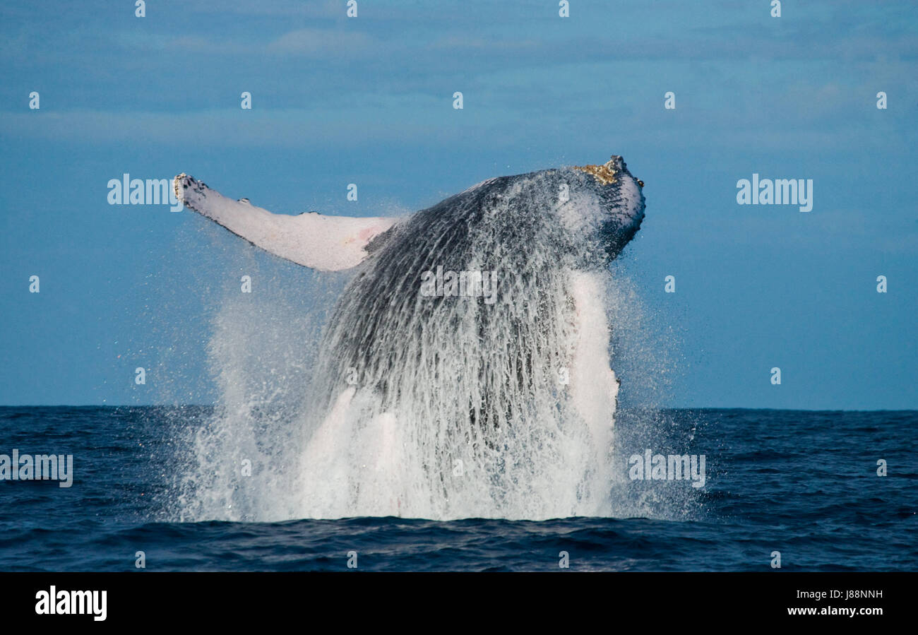 Buckelwal springt aus dem Wasser. Madagaskar. St. Mary's Island ...