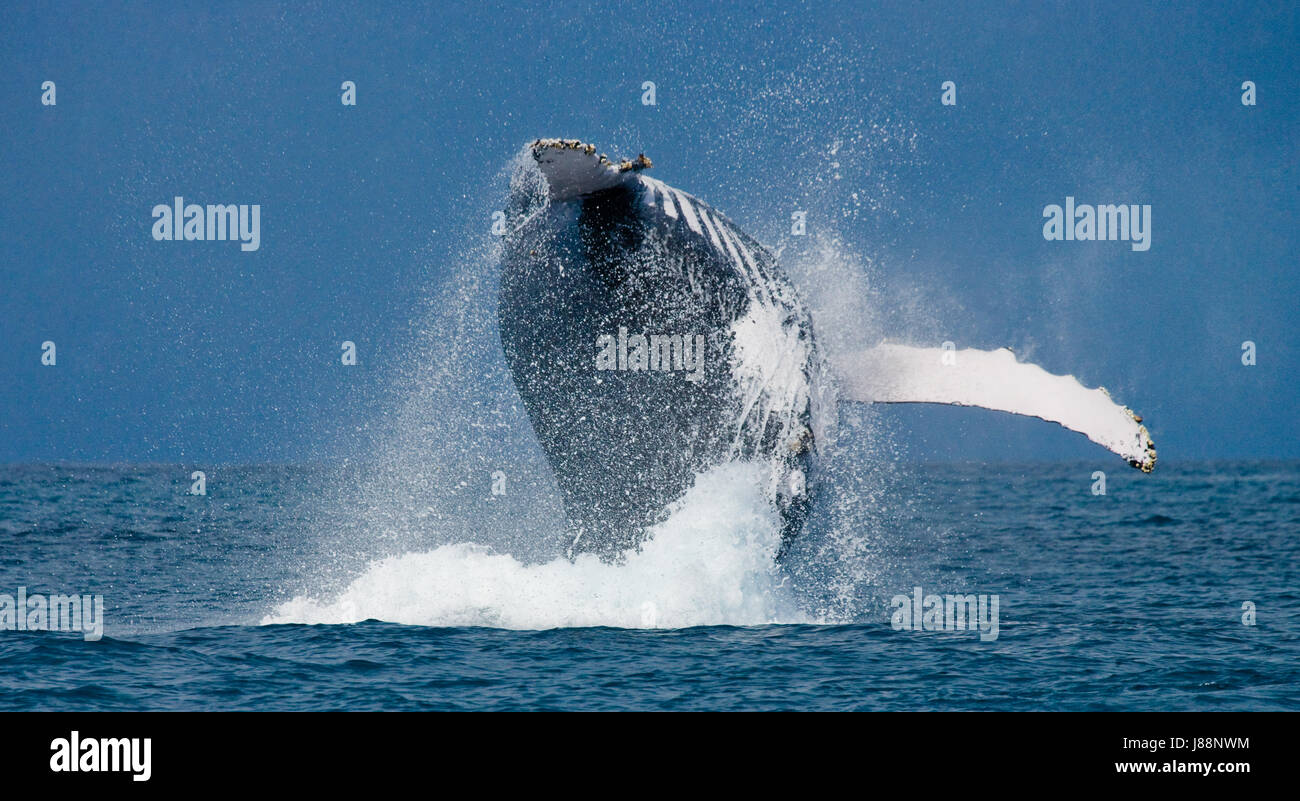 Buckelwal springt aus dem Wasser. Madagaskar. St. Mary's Island ...