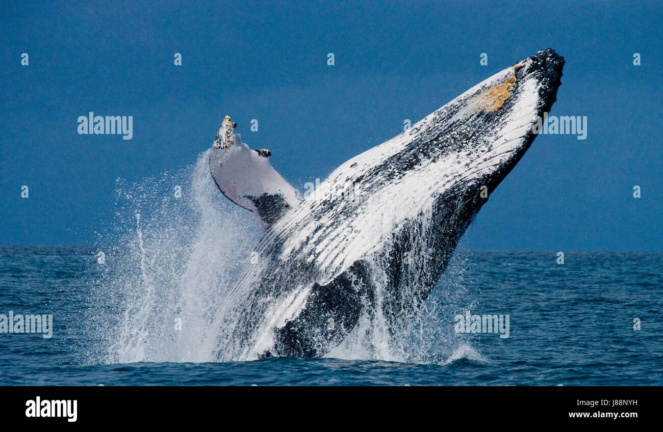 Buckelwal springt aus dem Wasser. Madagaskar. St. Mary's Island ...