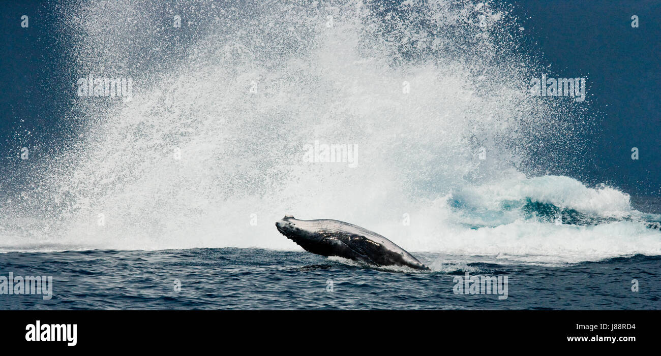 Buckelwal springt aus dem Wasser. Madagaskar. St. Mary's Island ...