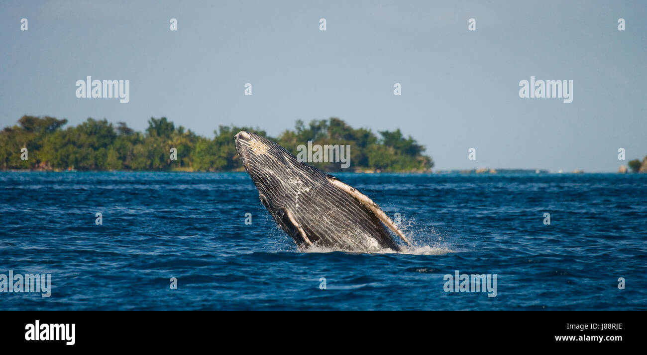Buckelwal springt aus dem Wasser. Madagaskar. St. Mary's Island ...
