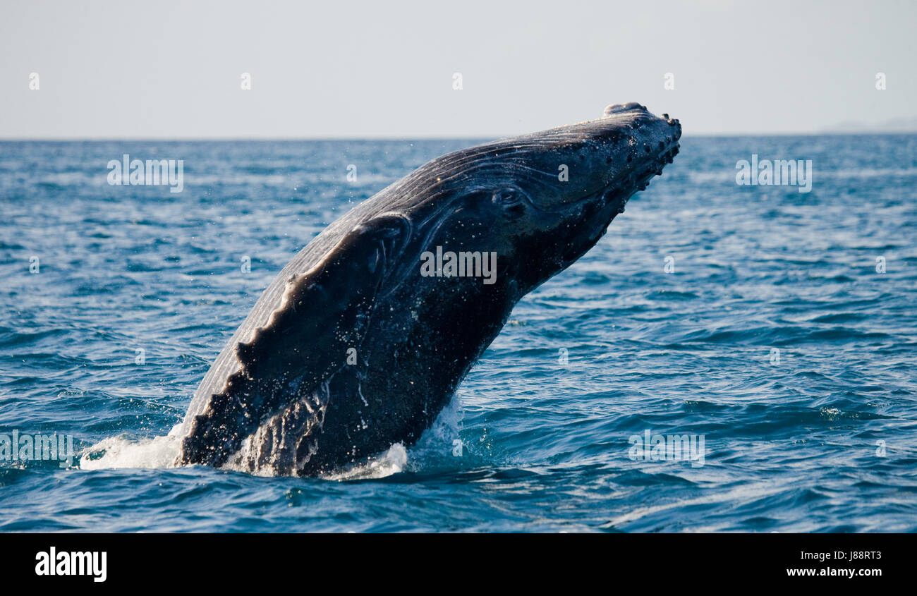 Buckelwal springt aus dem Wasser. Madagaskar. St. Mary's Island ...