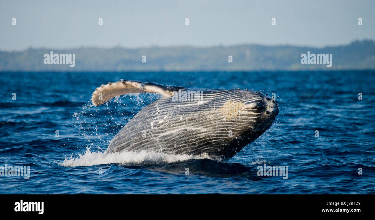 Buckelwal springt aus dem Wasser. Madagaskar. St. Marien-Insel. Eine ...