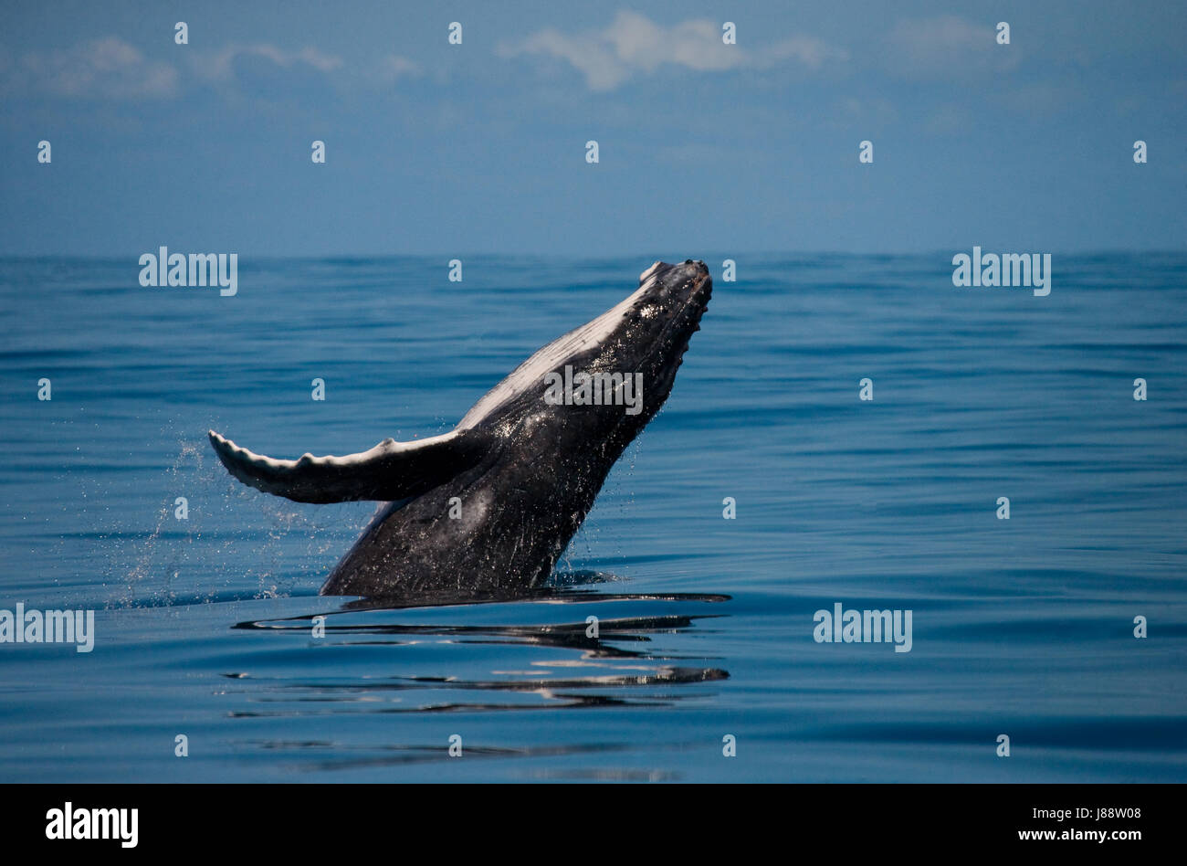 Buckelwal springt aus dem Wasser. Madagaskar. St. Mary's Island ...