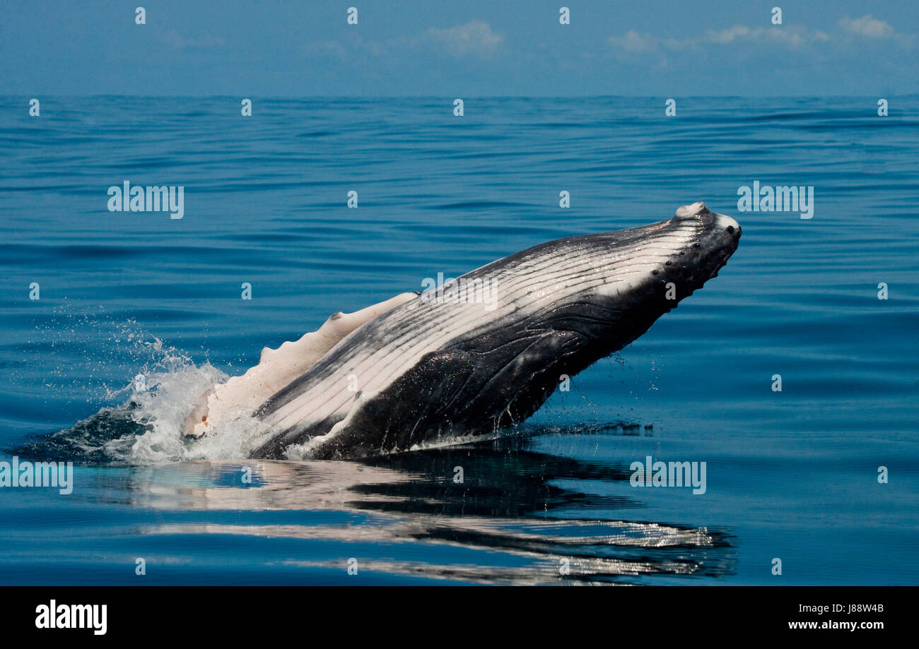 Buckelwal springt aus dem Wasser. Madagaskar. St. Mary's Island ...