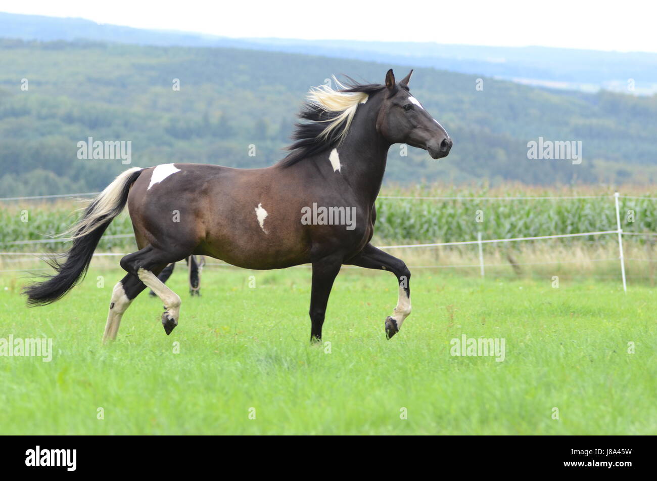 Pinto trakehner -Fotos und -Bildmaterial in hoher Auflösung – Alamy