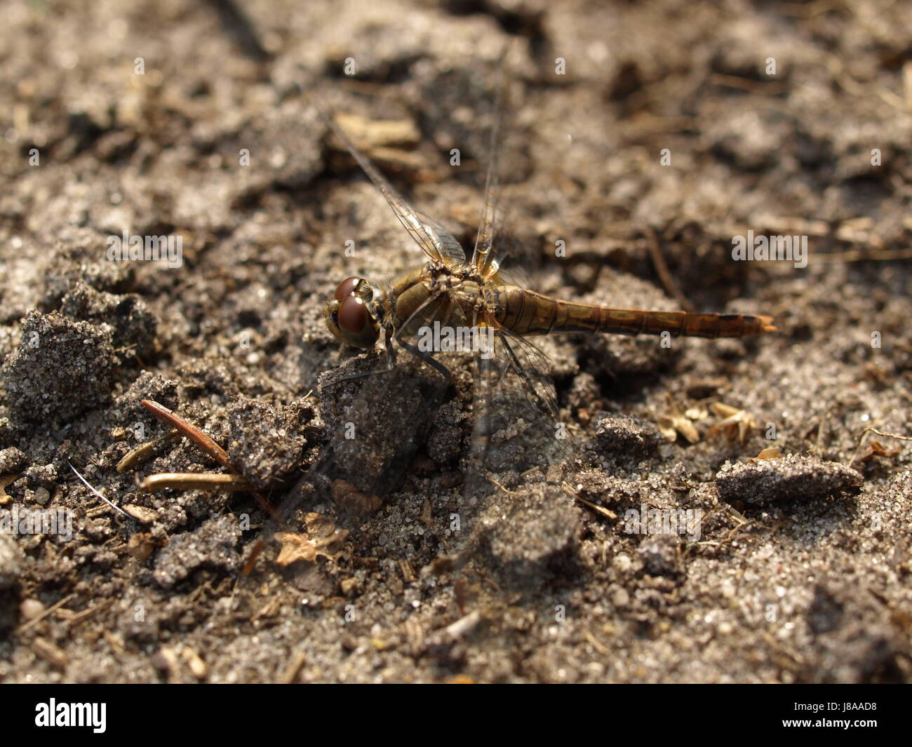 Insekt, Moor, Heide, Libelle, Insekt, Insekten, Sumpf, Libelle ...