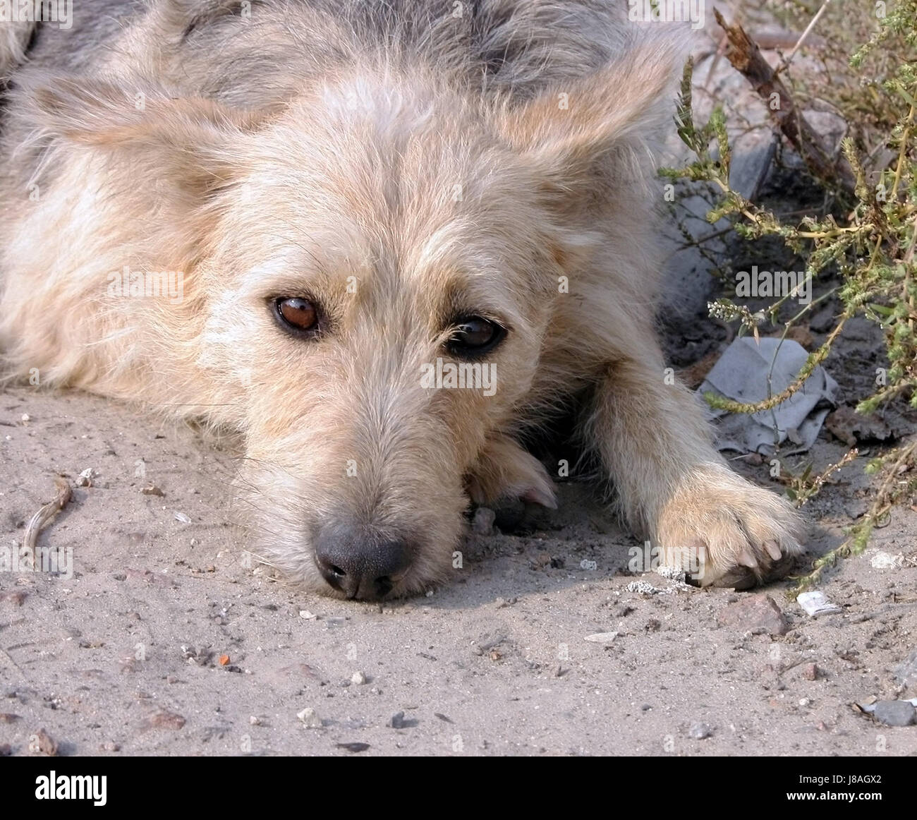 Traurige tiere -Fotos und -Bildmaterial in hoher Auflösung – Alamy
