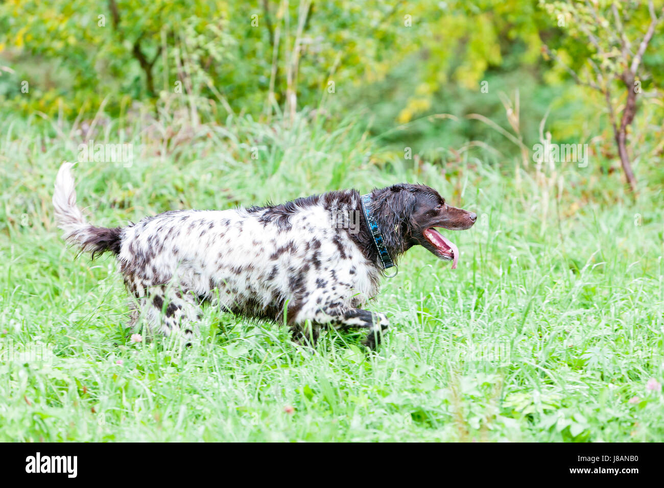 Jagd tier sport -Fotos und -Bildmaterial in hoher Auflösung – Alamy
