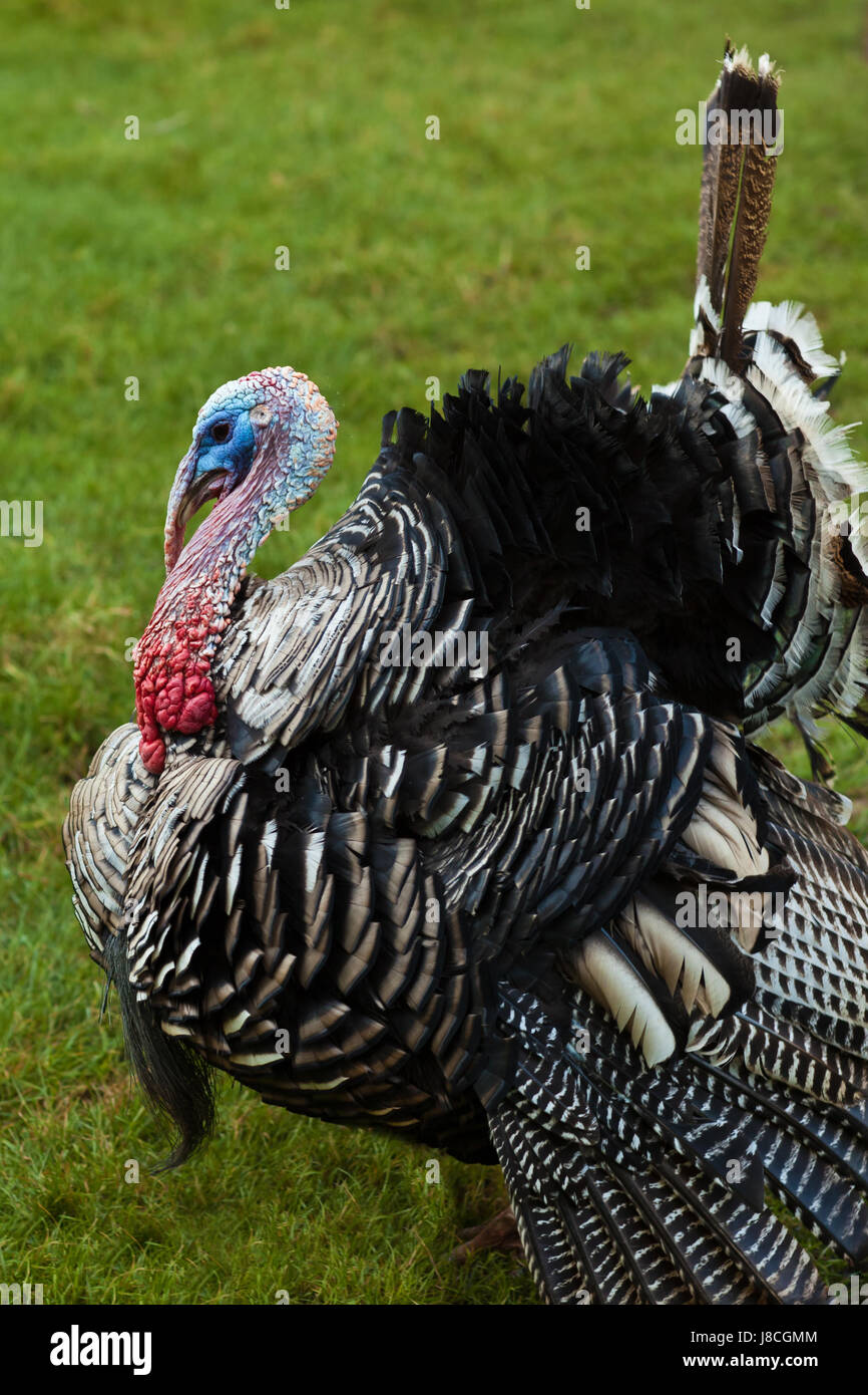 Wild pute -Fotos und -Bildmaterial in hoher Auflösung – Alamy