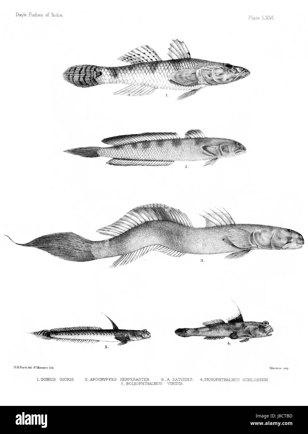 Map of india atlas Schwarzweiß-Stockfotos und -bilder - Alamy