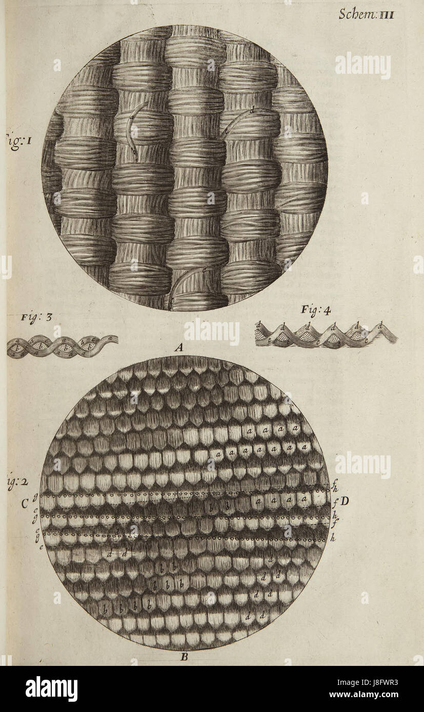 Micrographia, geschrieben von Robert Hooke, ist eines der ersten Bücher ...