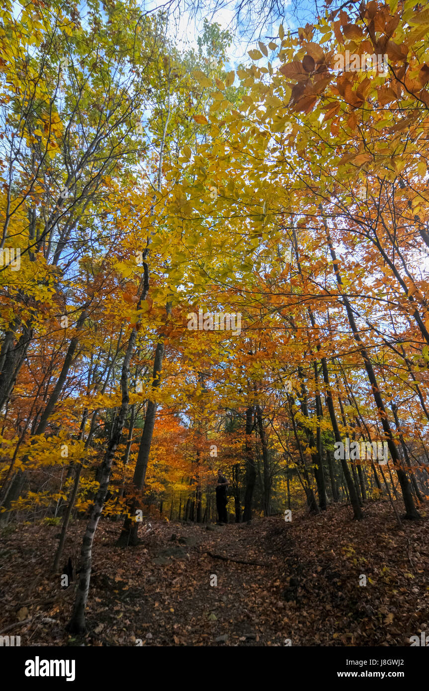 Mount washington state forest -Fotos und -Bildmaterial in hoher ...