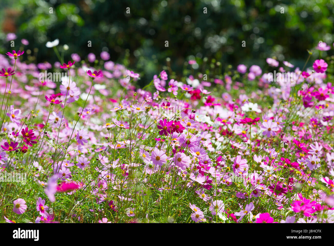 Kosmos blumenfeld -Fotos und -Bildmaterial in hoher Auflösung – Alamy