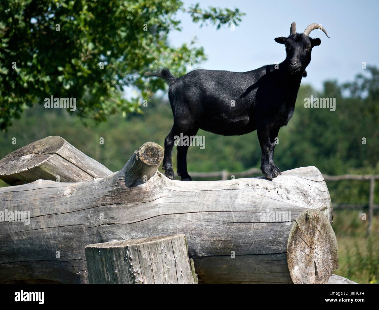 Ziege bock stall -Fotos und -Bildmaterial in hoher Auflösung – Alamy