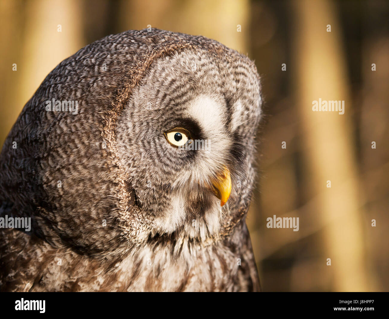 Eule Auge Stockfotos und -bilder Kaufen - Alamy