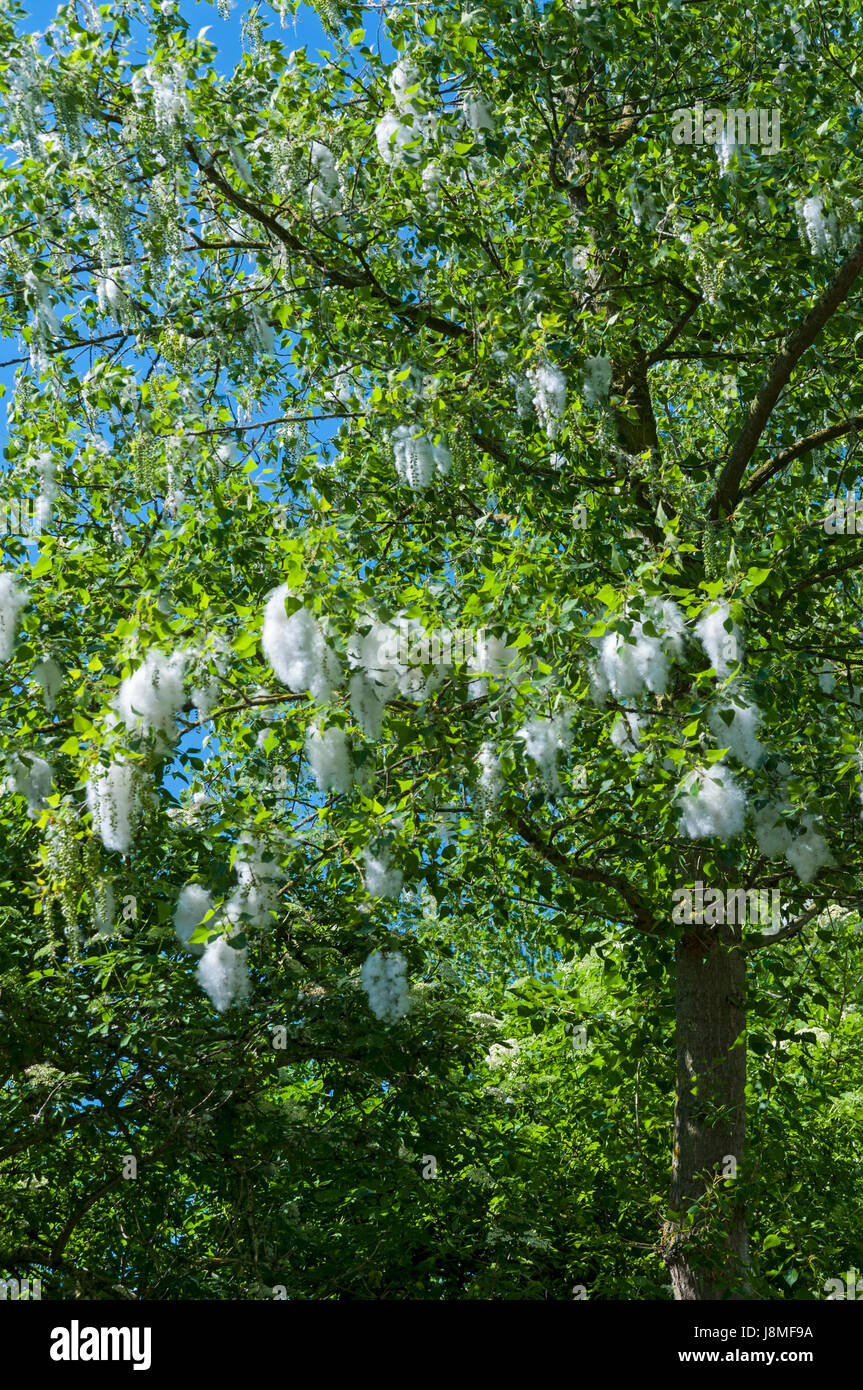 Cottonwood tree pollen -Fotos und -Bildmaterial in hoher Auflösung – Alamy
