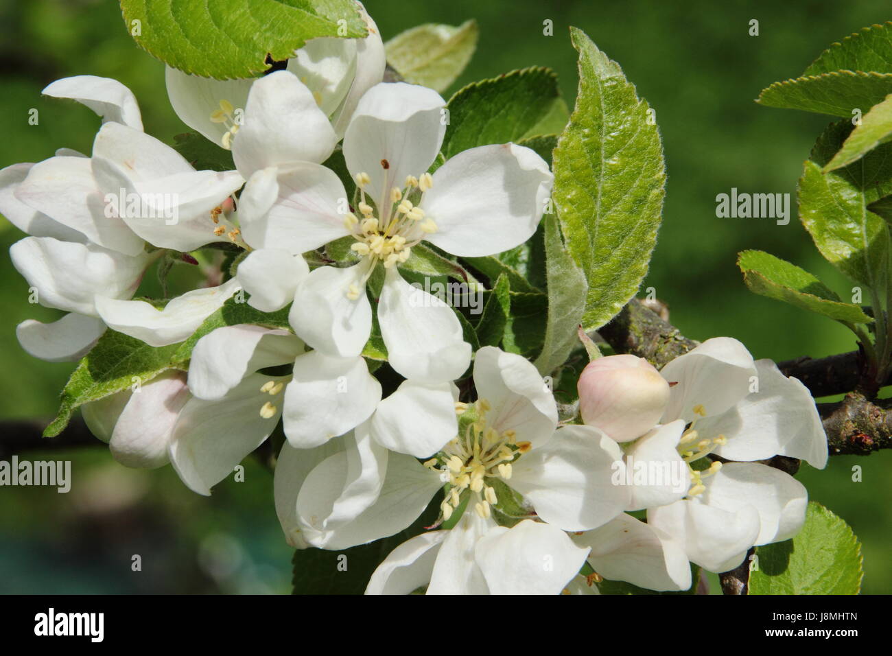 Worcester pearmain apfelbaum -Fotos und -Bildmaterial in hoher ...