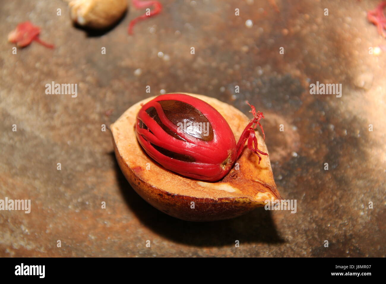 Muskatnuss ernte -Fotos und -Bildmaterial in hoher Auflösung – Alamy