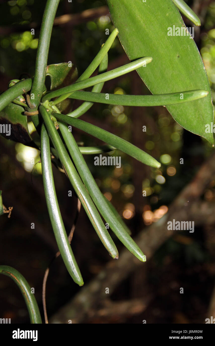 Vanille busch -Fotos und -Bildmaterial in hoher Auflösung – Alamy
