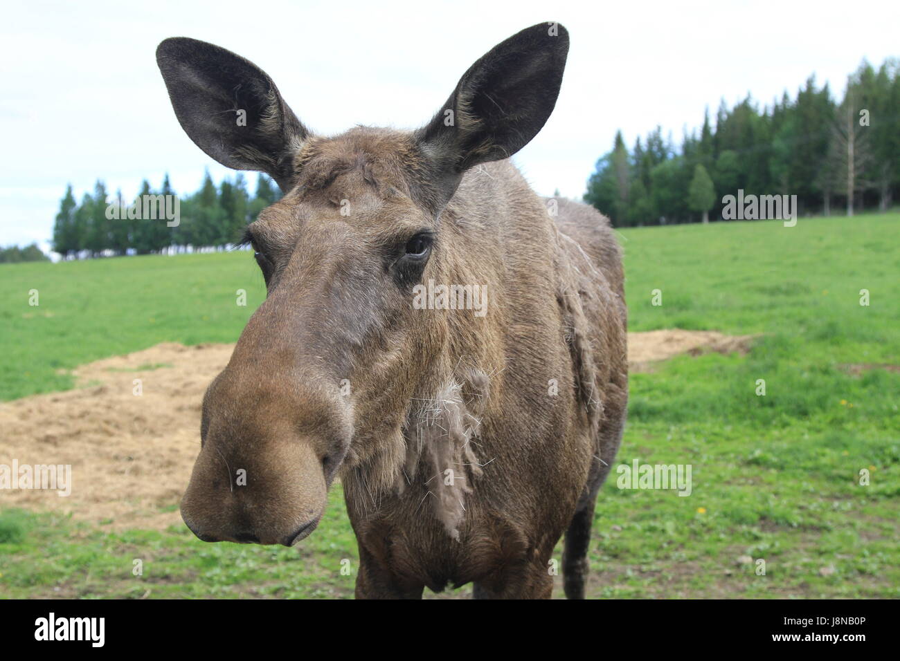 Elch jagen norwegen -Fotos und -Bildmaterial in hoher Auflösung – Alamy