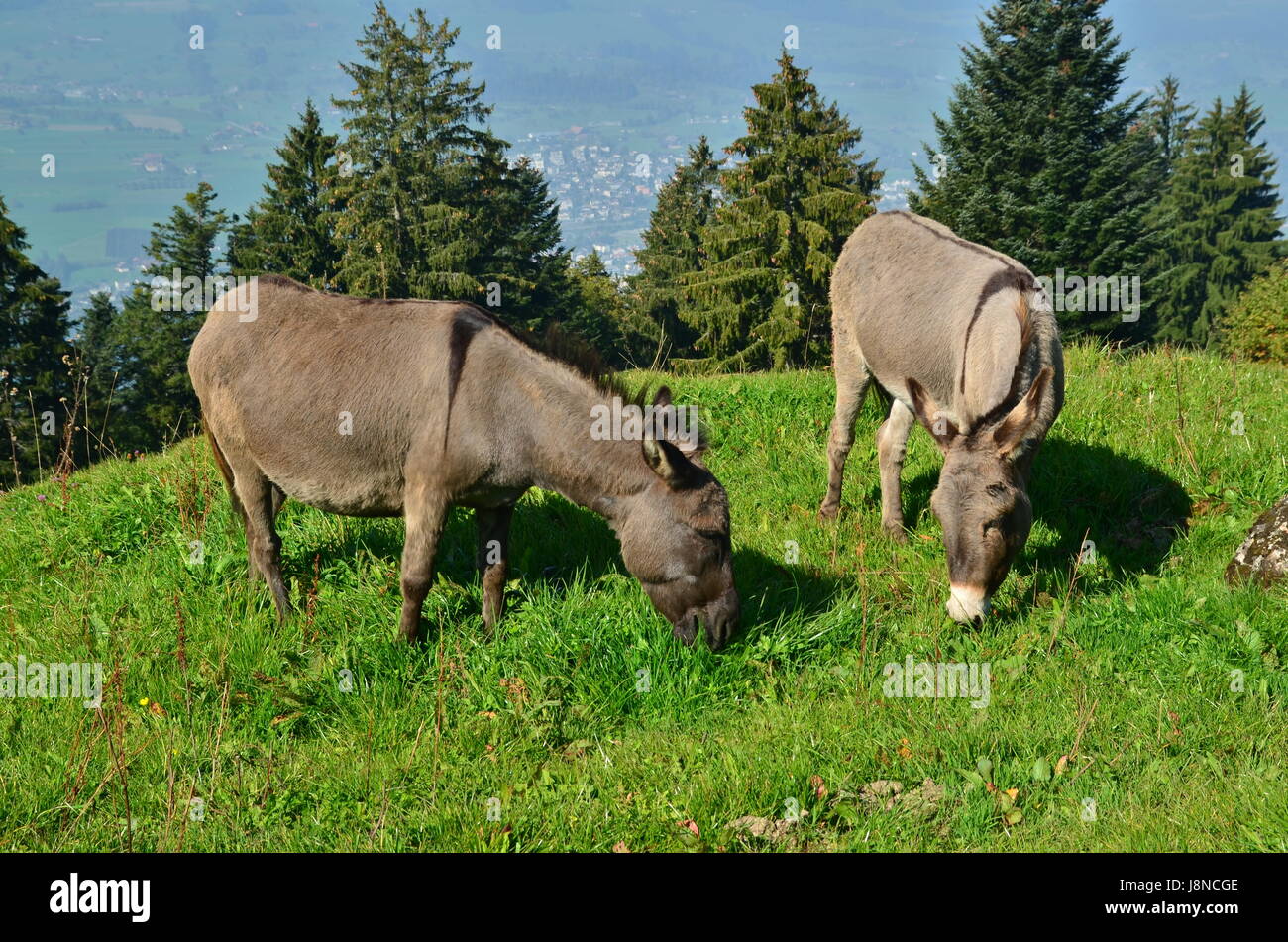 Tier, Schlucht, verschlingen, fressen, Zeichnung, Foto, Bild, Abbild ...