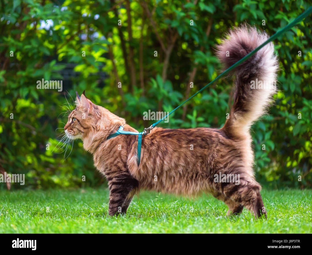 Schwarz Tabby Maine Coon Katze mit Leine Wandern im Hinterhof. Junge ...
