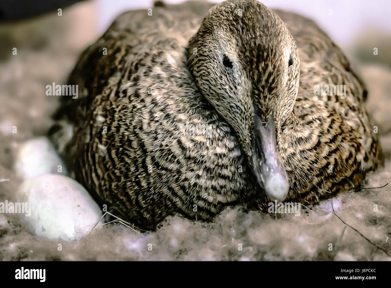Enteneier im nest -Fotos und -Bildmaterial in hoher Auflösung – Alamy