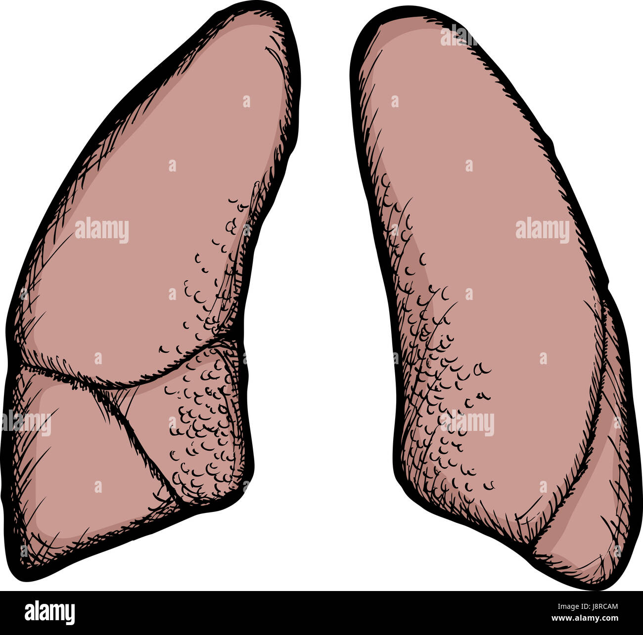 Zeichnung, Foto, Bild, Abbild, Kopie, Abzug, Biologie, Anatomie, zu ...