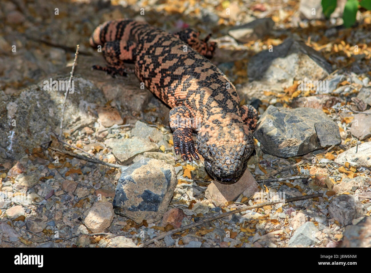 Gila Monster (Heloderma Suspectum) Jagd in Kakteen Stockfotografie - Alamy