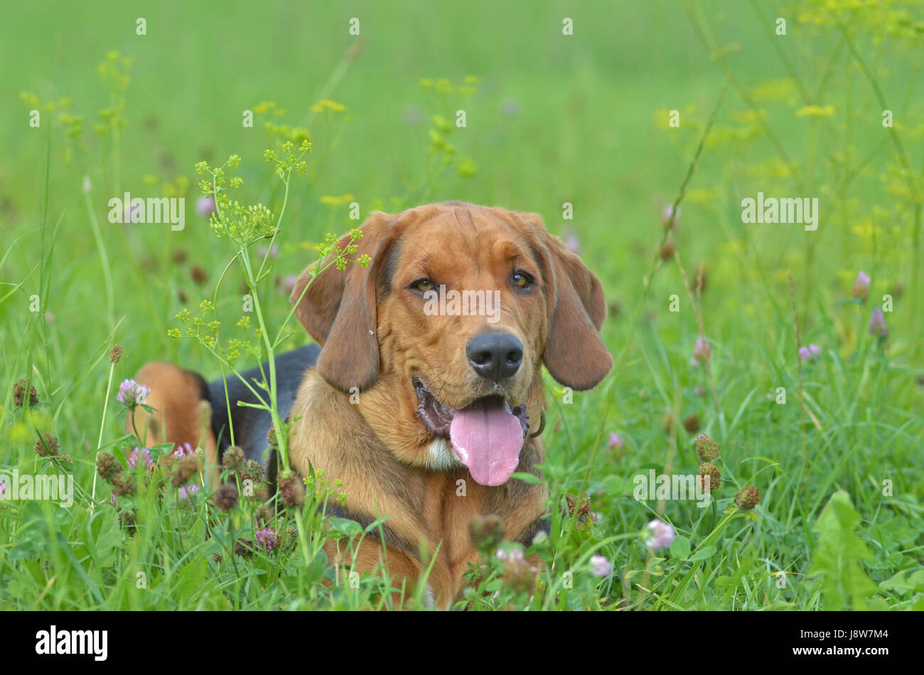 Polnische Bracke Stockfotos & Polnische Bracke Bilder - Alamy