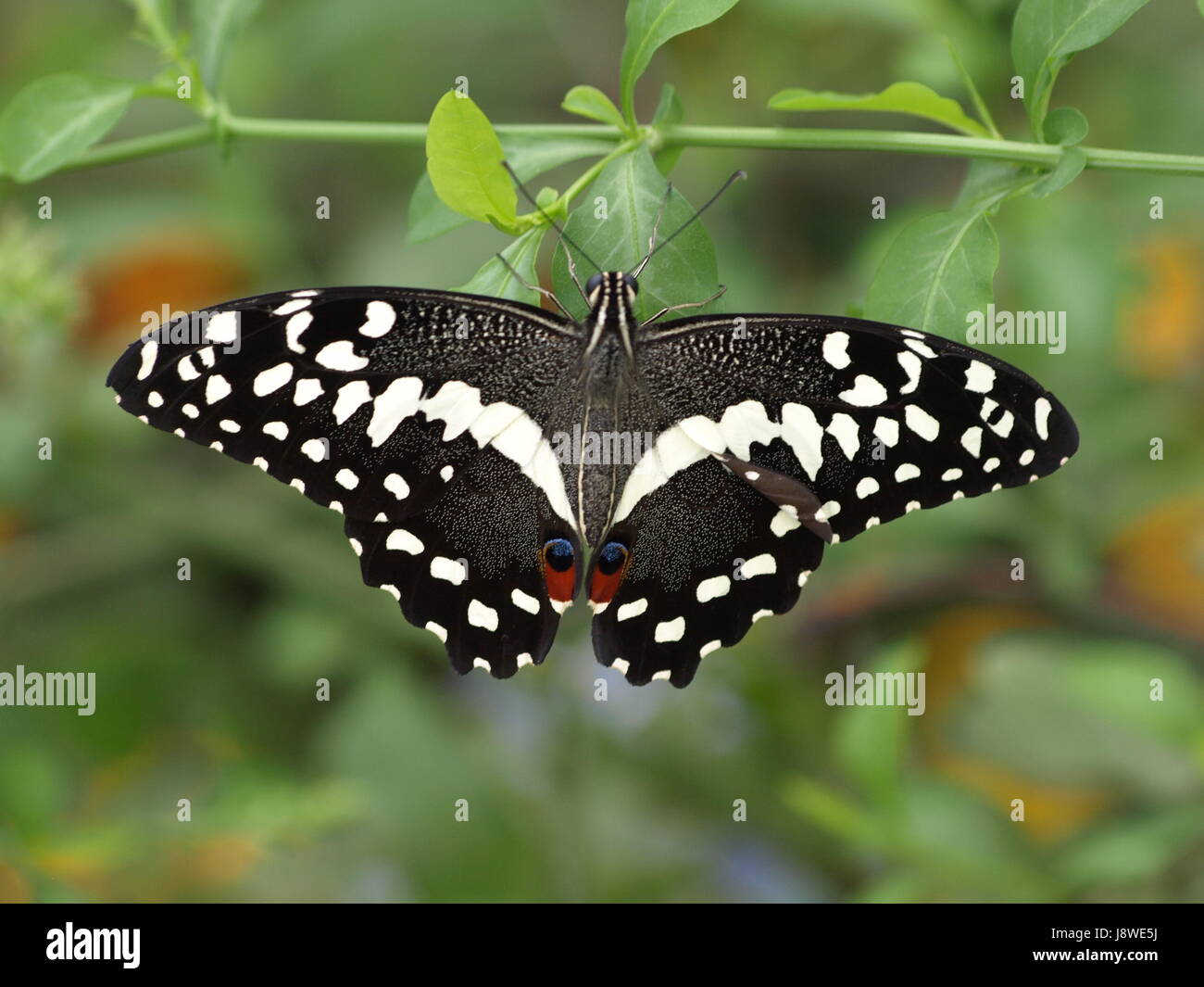 Papilo demodocus -Fotos und -Bildmaterial in hoher Auflösung – Alamy
