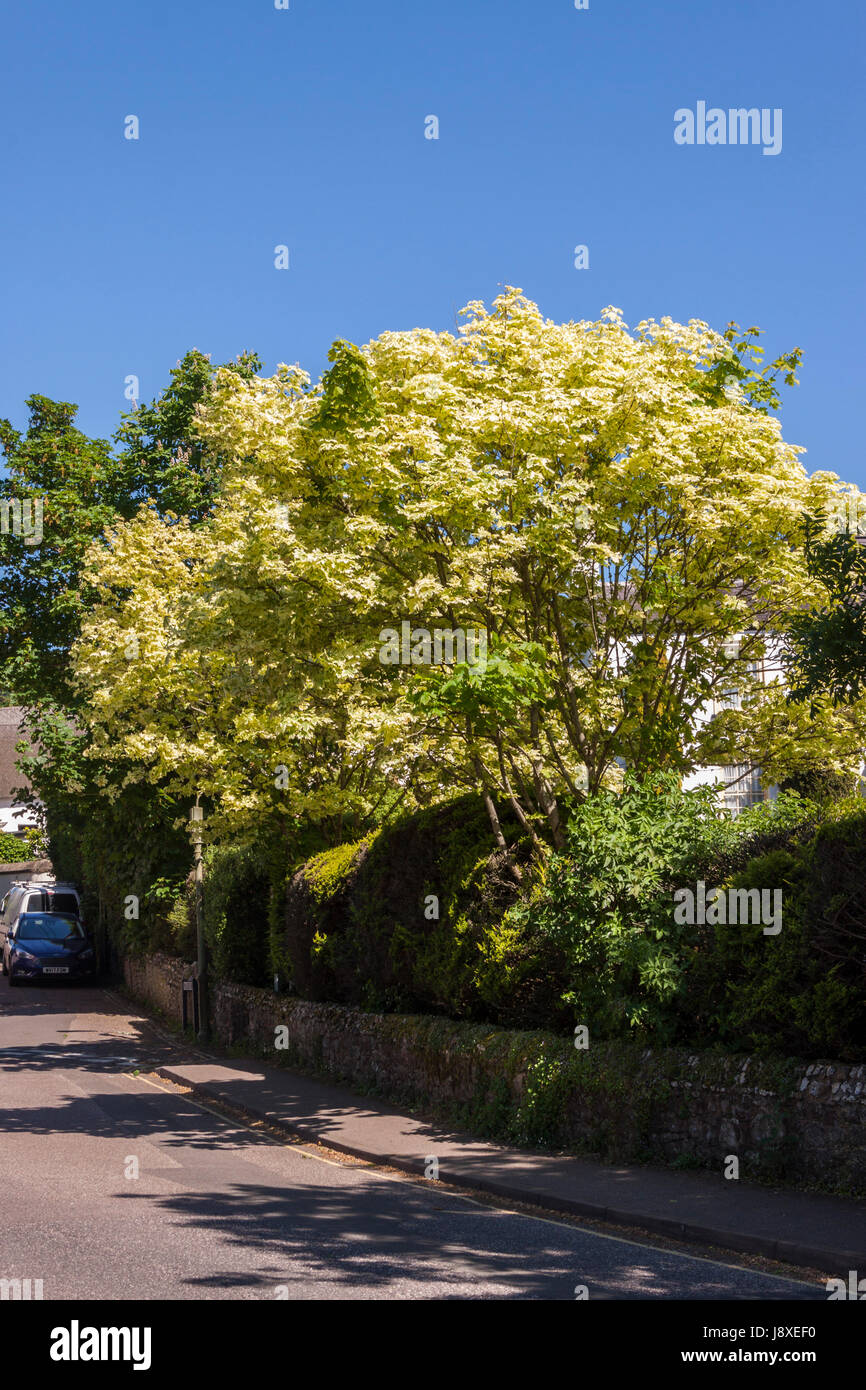 Bunte Spitzahorn-Bäume in Devon, Acer Platanoides Drummondii ...