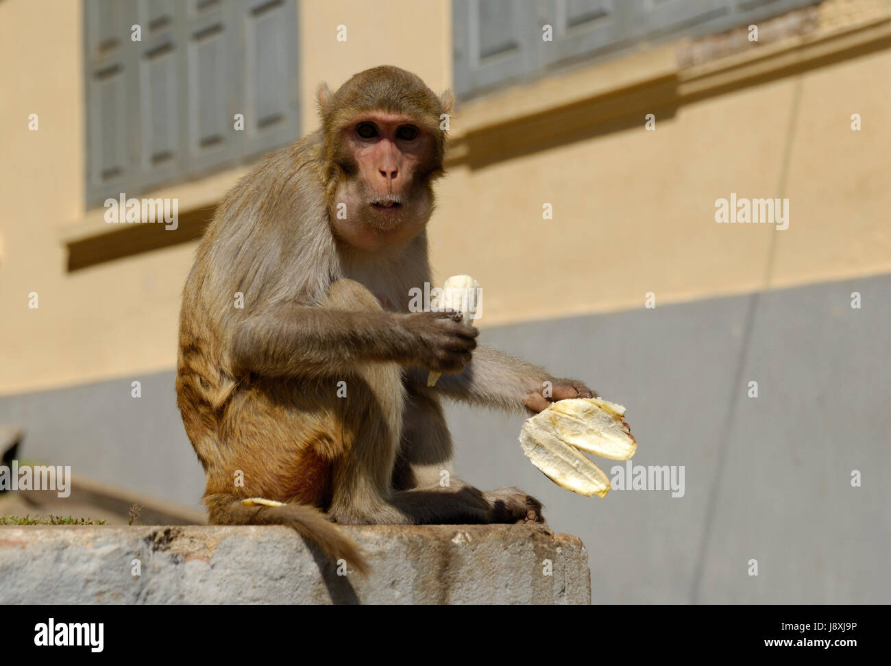 Makaken rhesus -Fotos und -Bildmaterial in hoher Auflösung – Alamy
