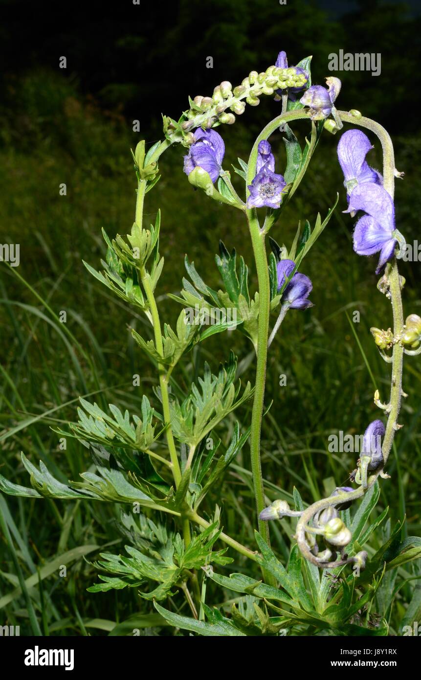 Alkaloid gift -Fotos und -Bildmaterial in hoher Auflösung – Alamy