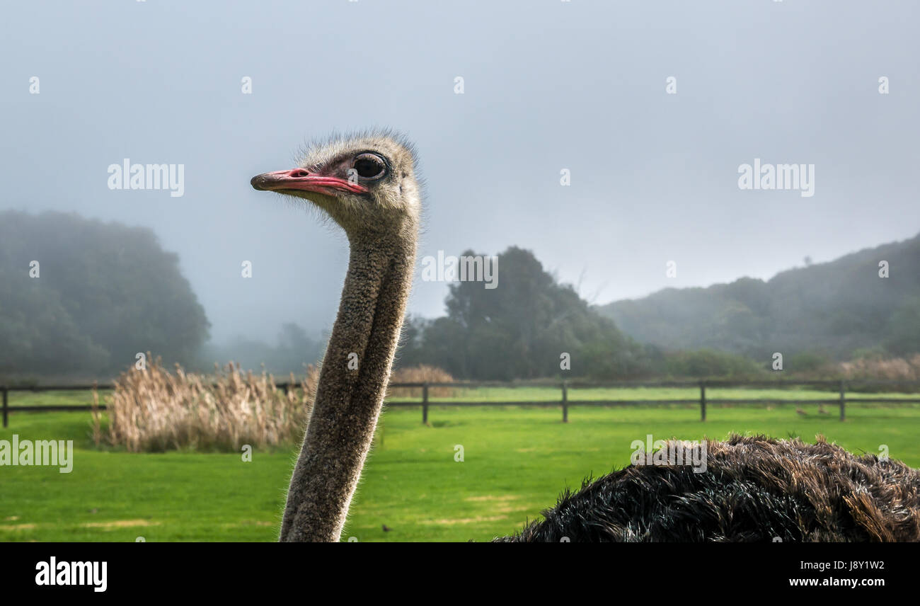 Seine straussenfarm -Fotos und -Bildmaterial in hoher Auflösung – Alamy