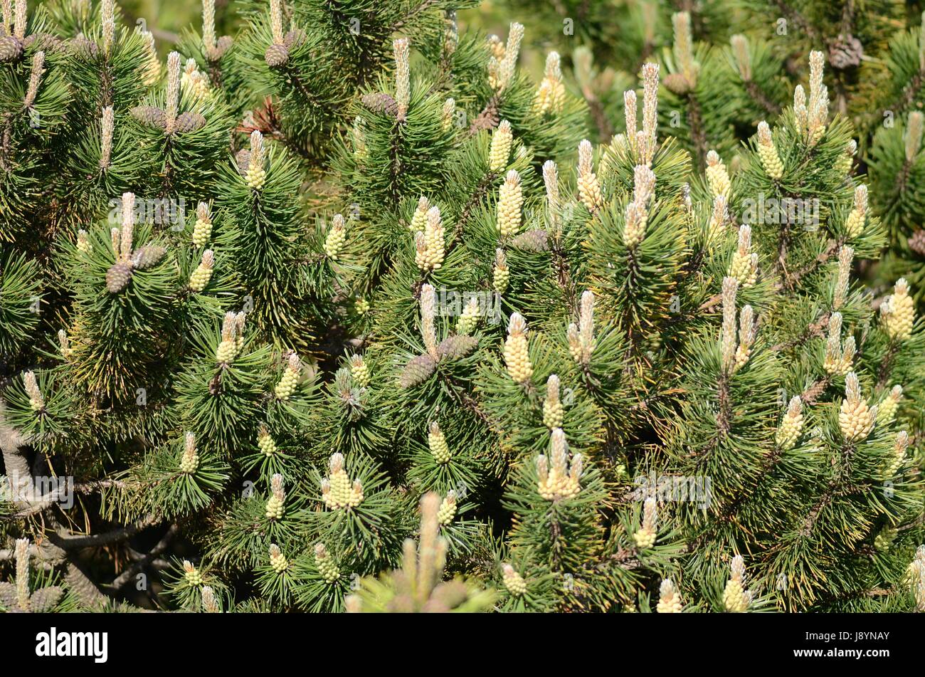 Schleichende kiefer -Fotos und -Bildmaterial in hoher Auflösung – Alamy
