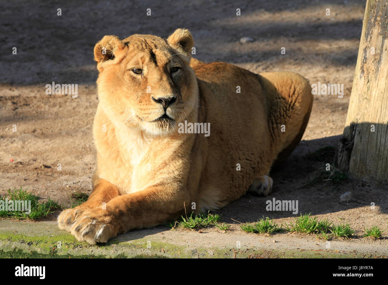 Säugetier, Löwe, Katze, Raubkatze, Raubkatze, Haut, Raubtier, Löwin ...