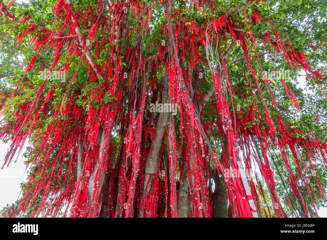 Malacca tree -Fotos und -Bildmaterial in hoher Auflösung – Alamy