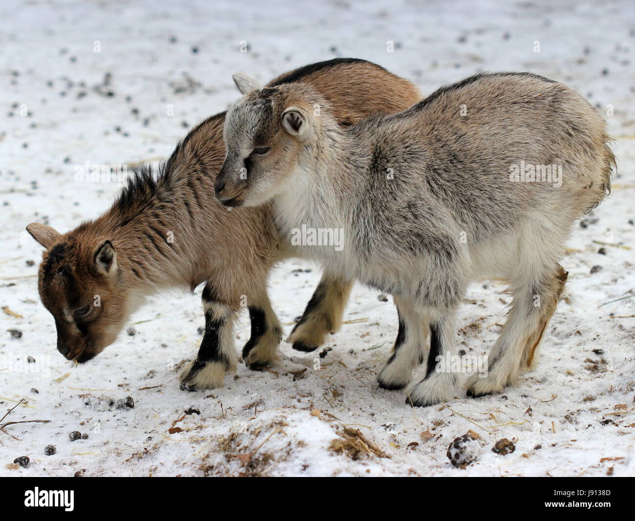 2 babyziegen -Fotos und -Bildmaterial in hoher Auflösung – Alamy
