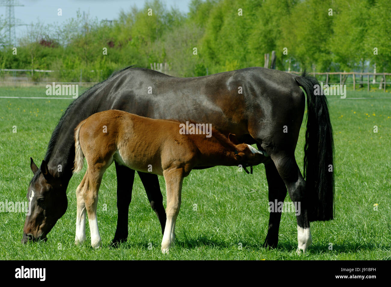 Pferd, Pferde, Fohlen, Pferd, Hengst, Fuchs, Fohlen, Stute Mit Fohlen ...