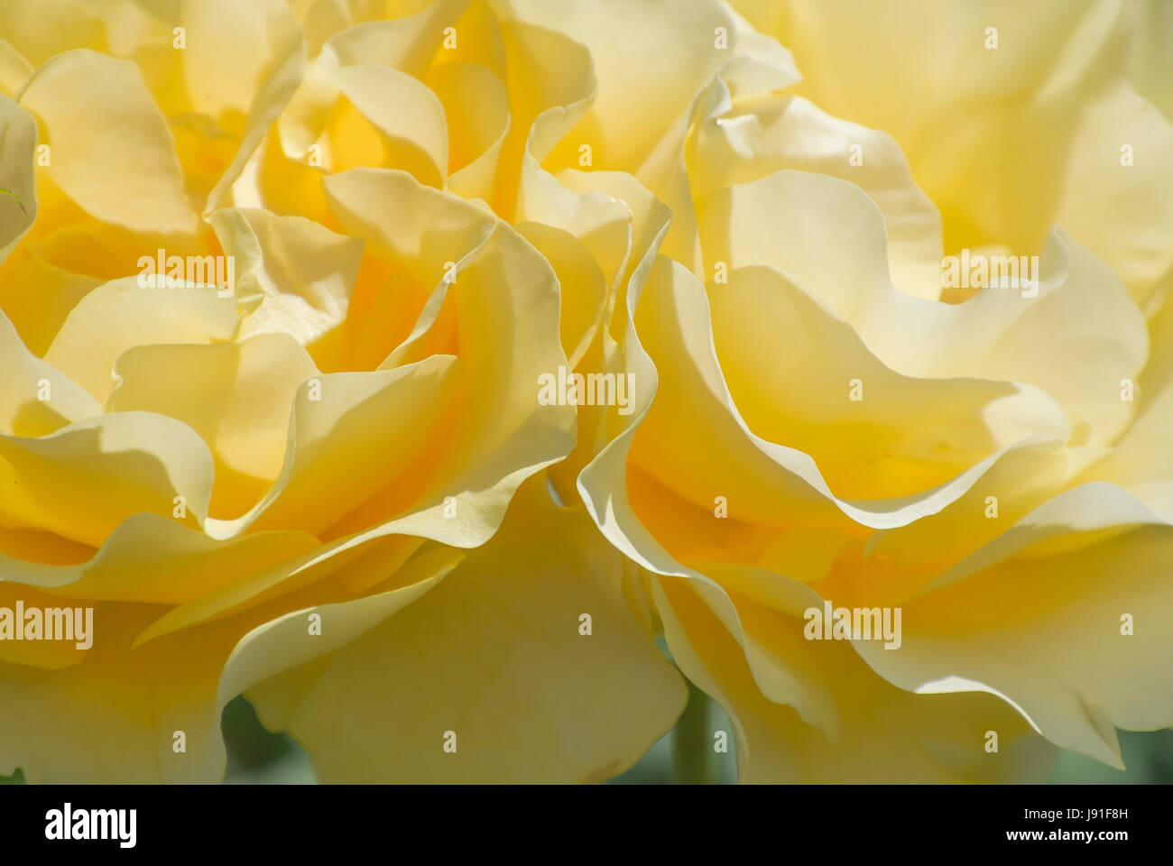 Arten rosen -Fotos und -Bildmaterial in hoher Auflösung – Alamy