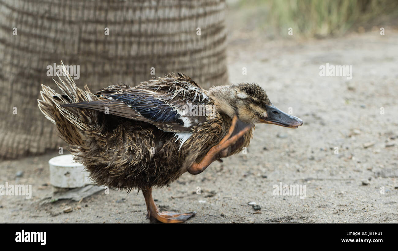 Funny duck -Fotos und -Bildmaterial in hoher Auflösung – Alamy