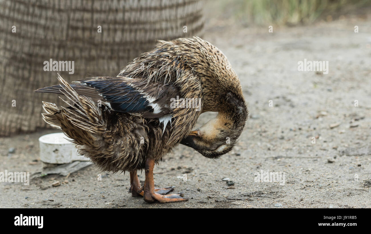 Funny duck -Fotos und -Bildmaterial in hoher Auflösung – Alamy