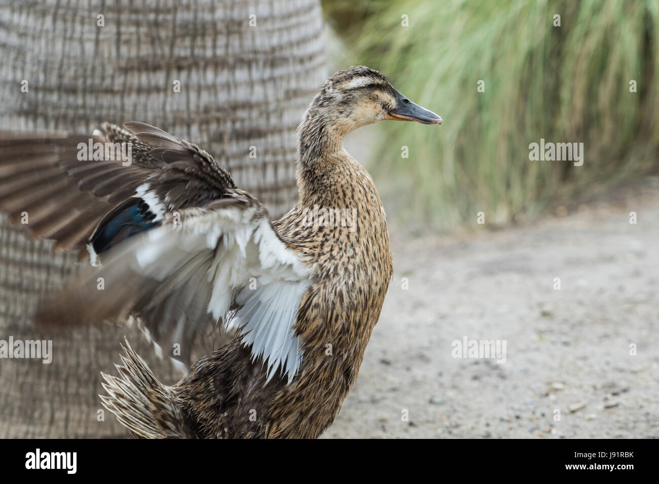 Funny duck -Fotos und -Bildmaterial in hoher Auflösung – Alamy
