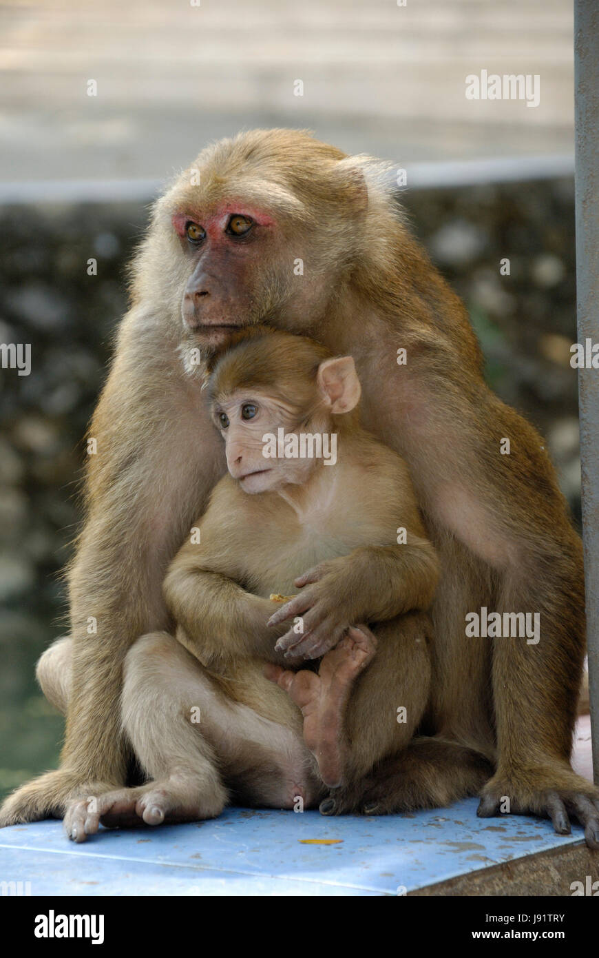 Makaken rhesus -Fotos und -Bildmaterial in hoher Auflösung – Alamy