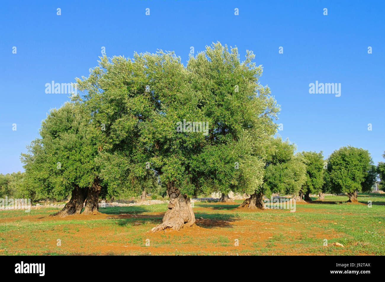 Baum, Toskana, Rinde, Olive, Olivenbaum, Olivenhain, Italien, Stamm ...