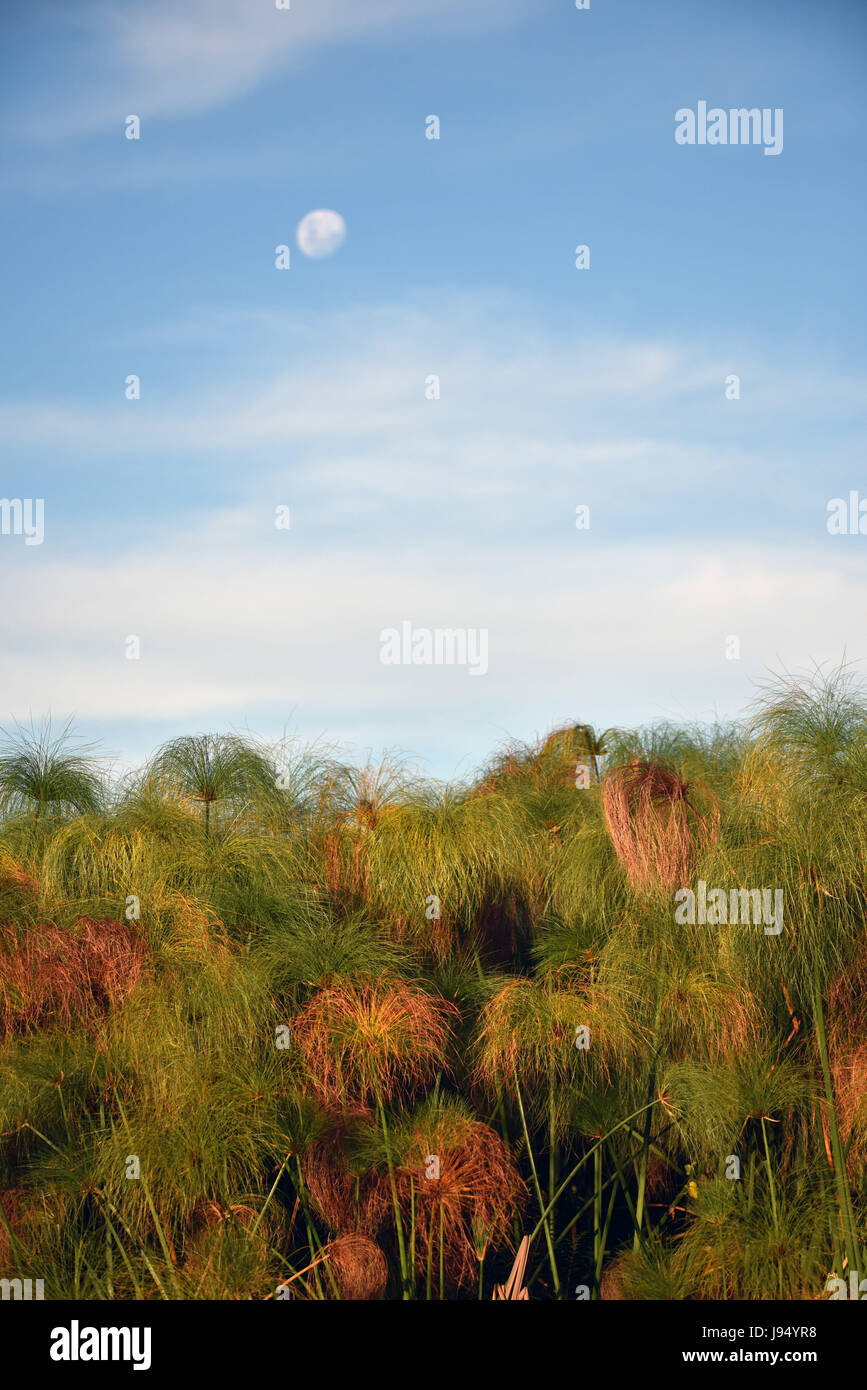 Eine fast vollständig Vollmond über Papyrus Reed im Okavango-Delta in ...
